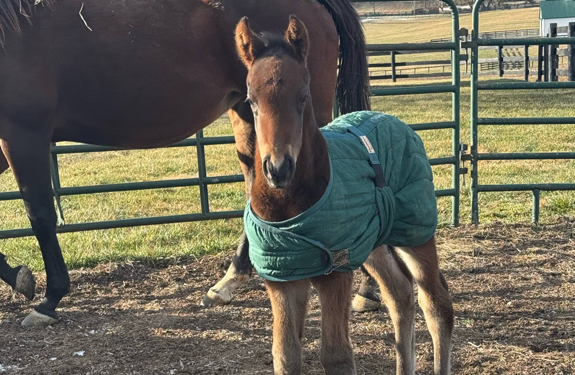 'Impressive Size': First Foal Is A Colt For Preakness Winner Seize The ...