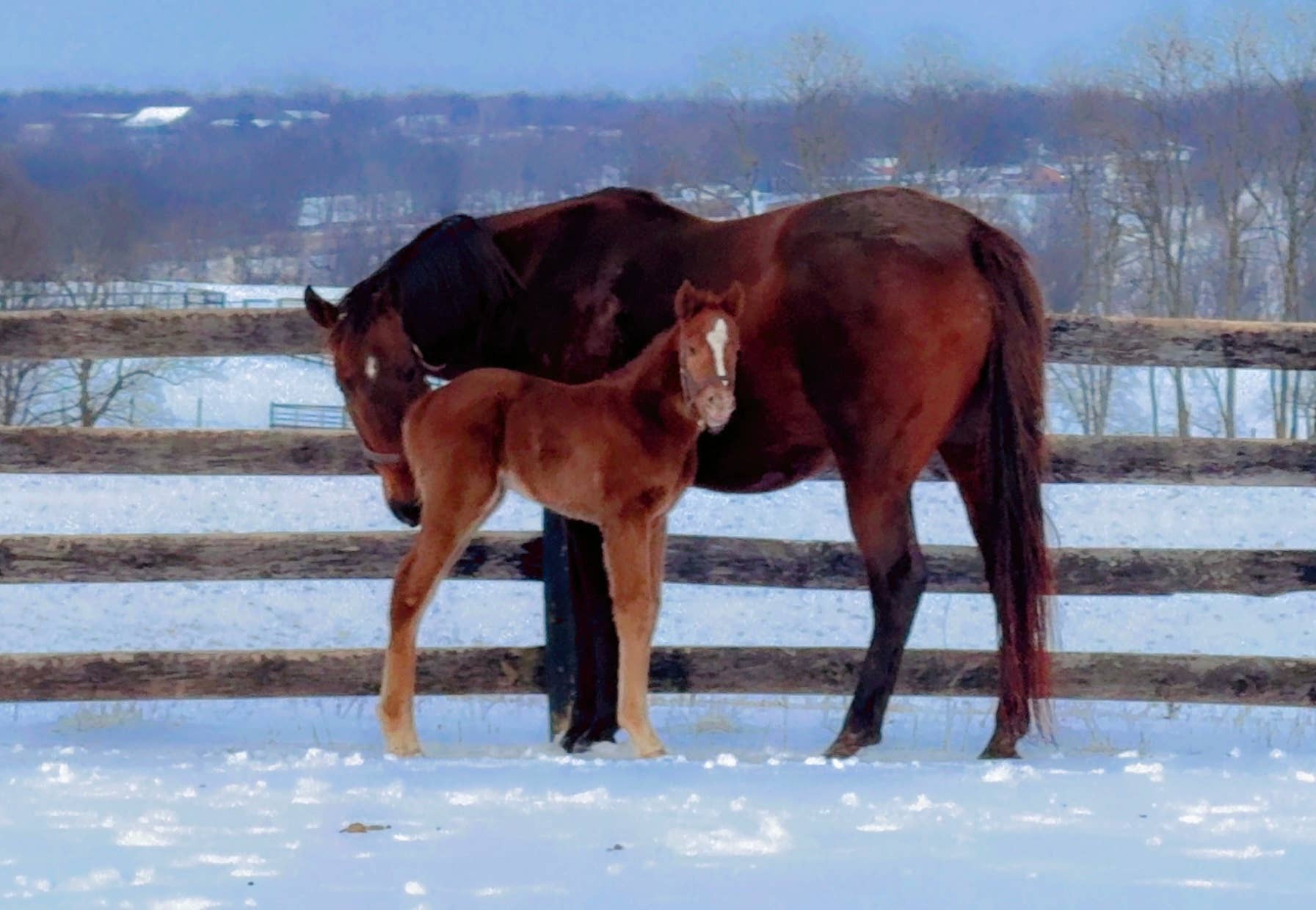 'An Outstanding Foal': Debut Foal Is A Filly For Mill Ridge Farm's Casa ...