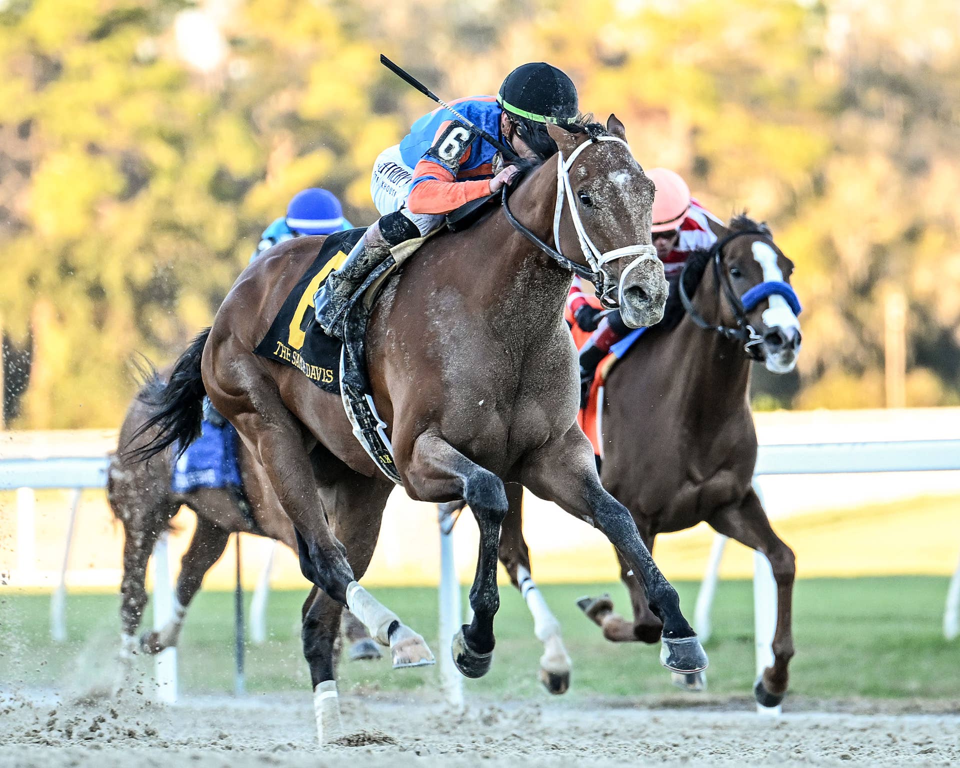 Attendance Up For 100th Live Racing Meet At Tampa Bay Downs - Paulick ...