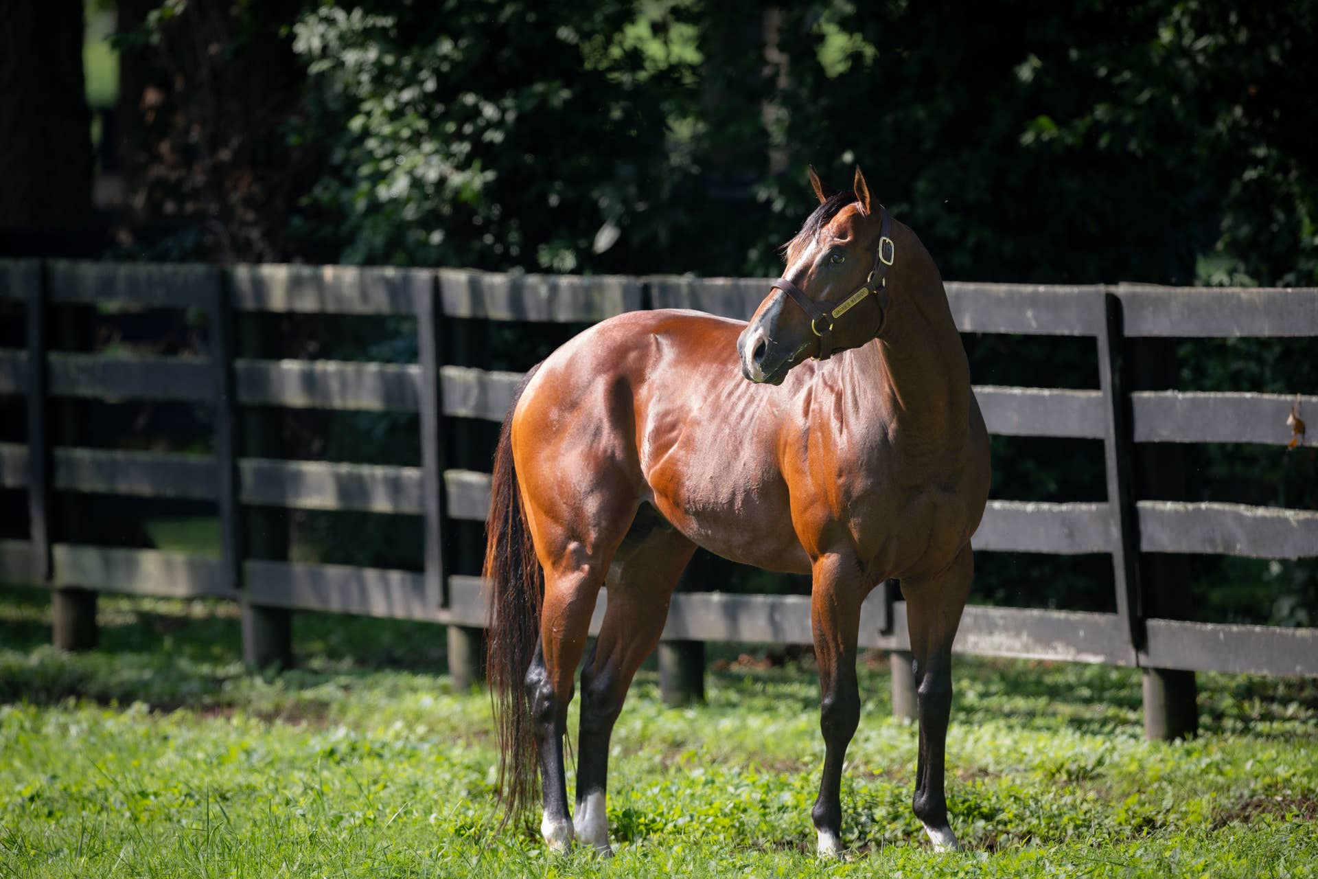 Juvenile Sale Power Rankings: Freshman Sets Pace After OBS March ...