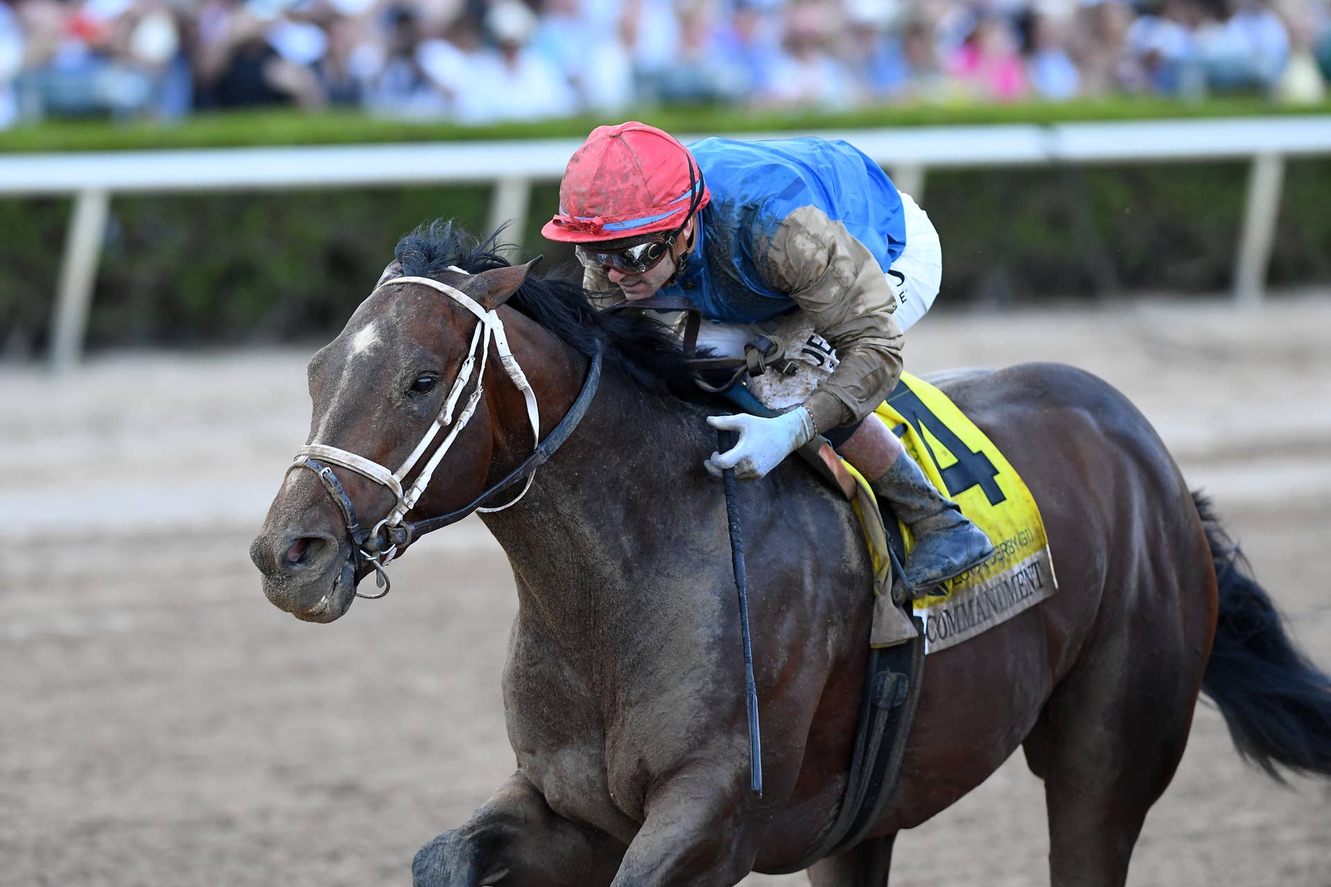 ‘Can’t Go Wrong’: John Velazquez Will Ride Commandment In Belmont ...