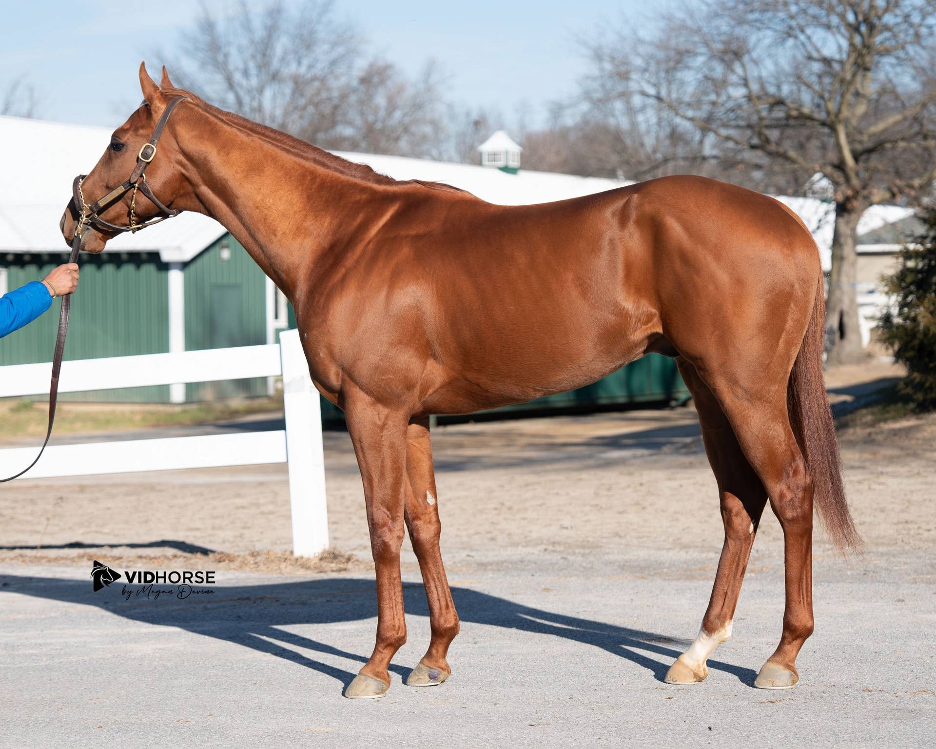 New York-Bred Maiden Spotlight: Probability And The Cure For Seconditis ...