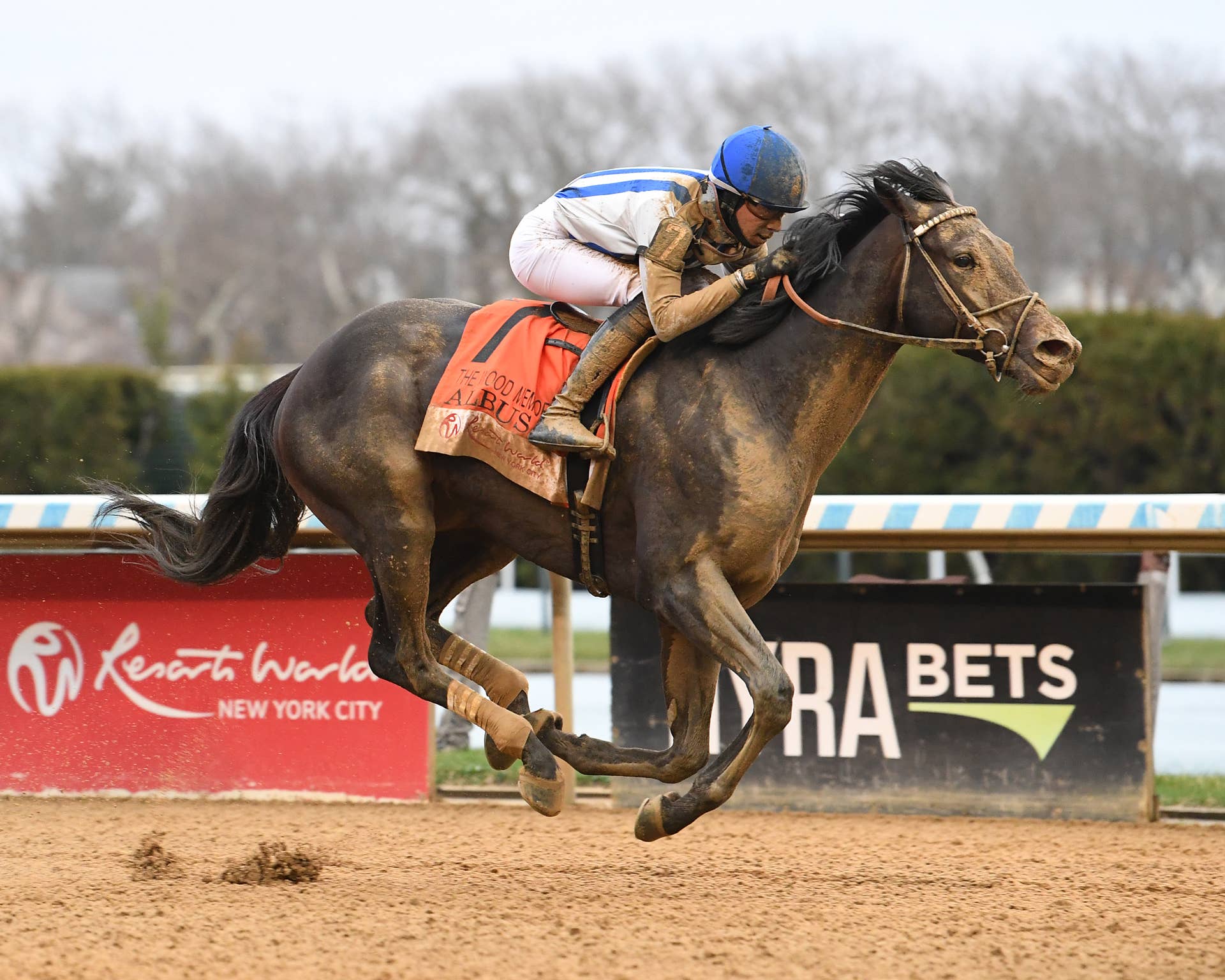 Wood Memorial Winner Albus To Head For Louisville Backed By Trainer's ...