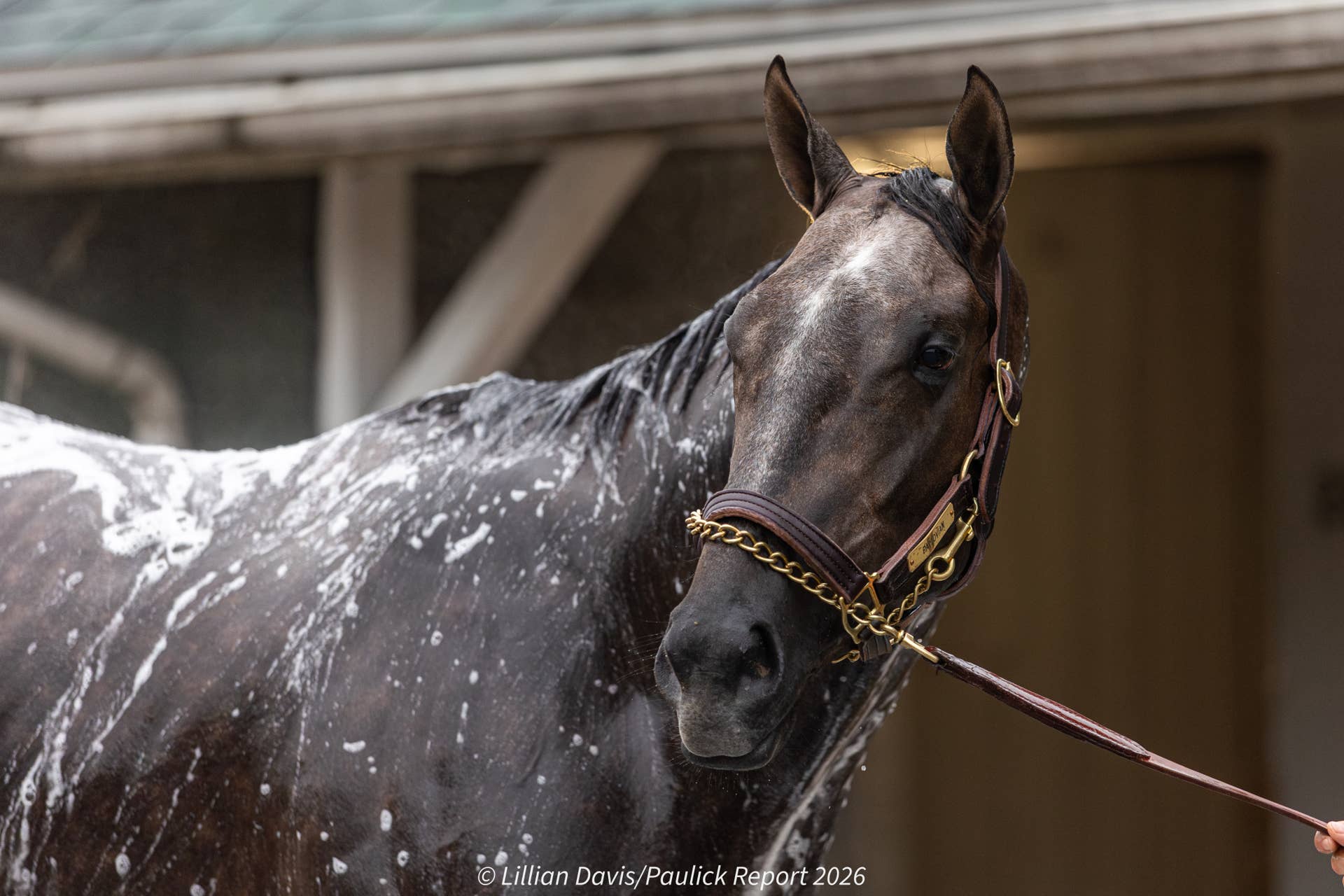 Pavlovian Sets Sights On Matt Winn Stakes - Paulick Report