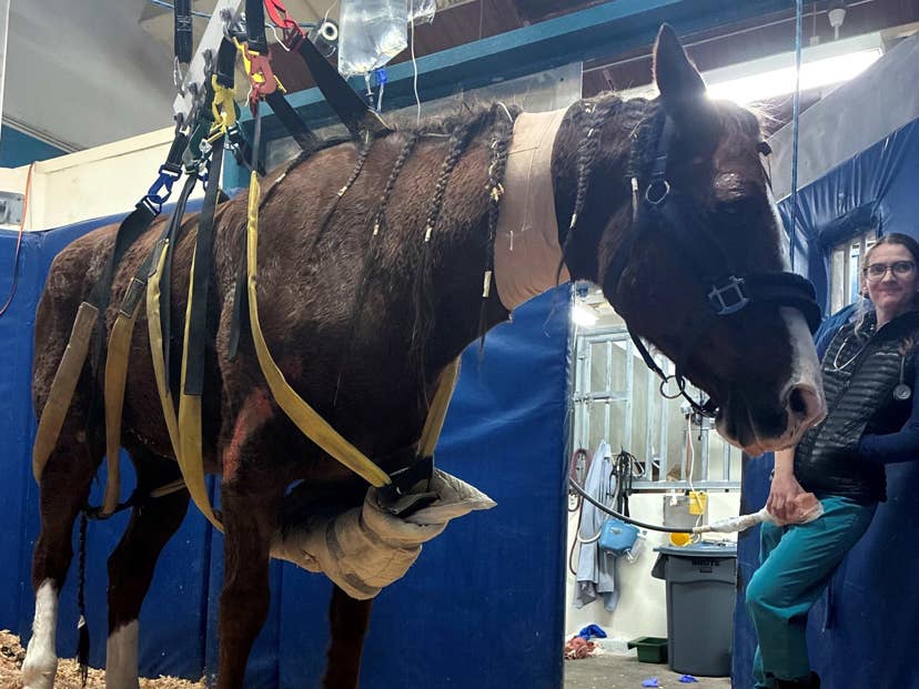 Hospitalized For 39 Days: Former Wild Mustang Survives Botulism ...