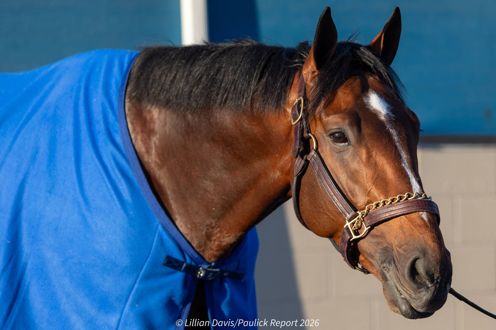 Equibase Analysis: Commandment Can Bounce Back In Belmont - Paulick Report