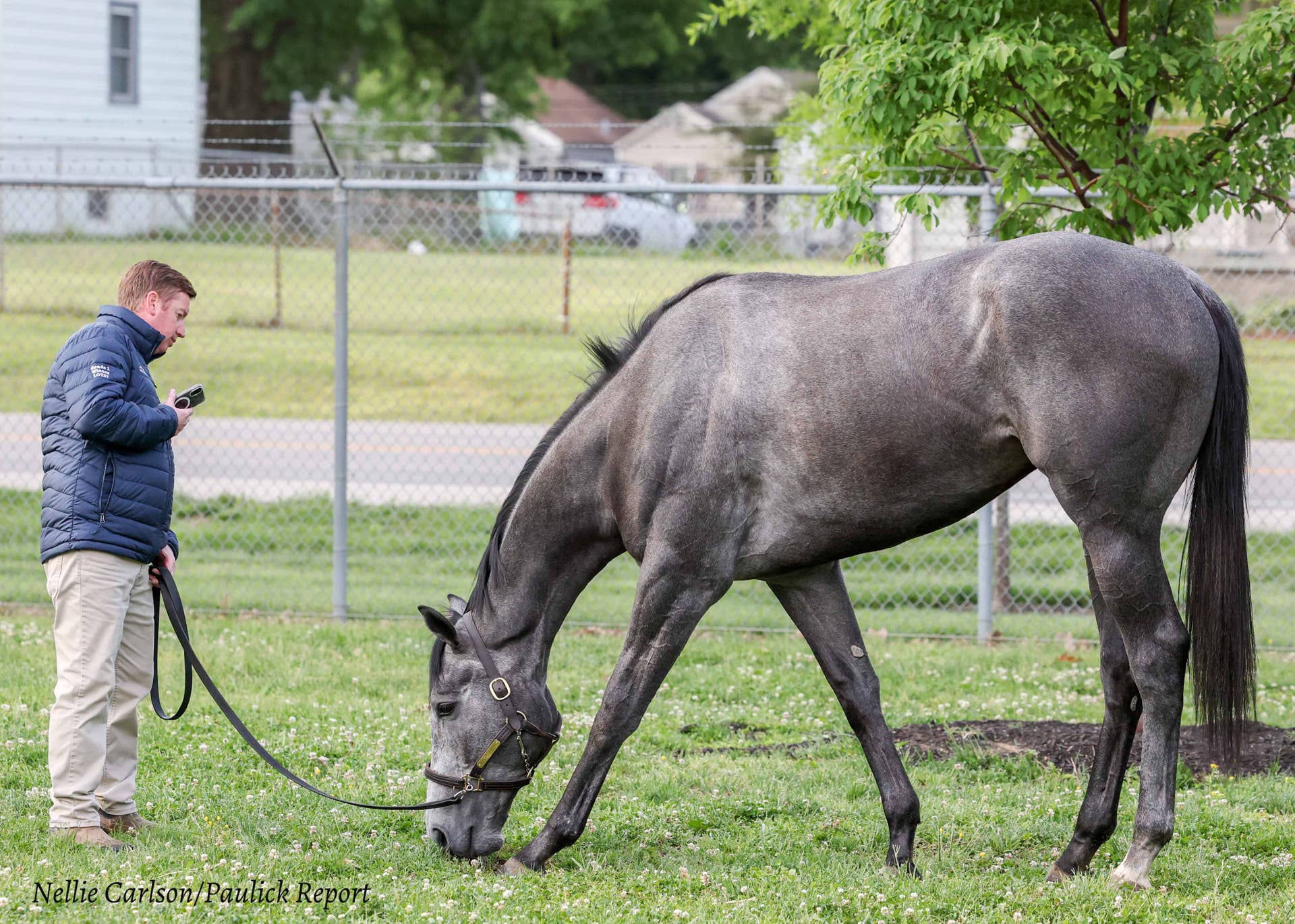 Great White In Good Order After Kentucky Derby Scratch, Targets ...