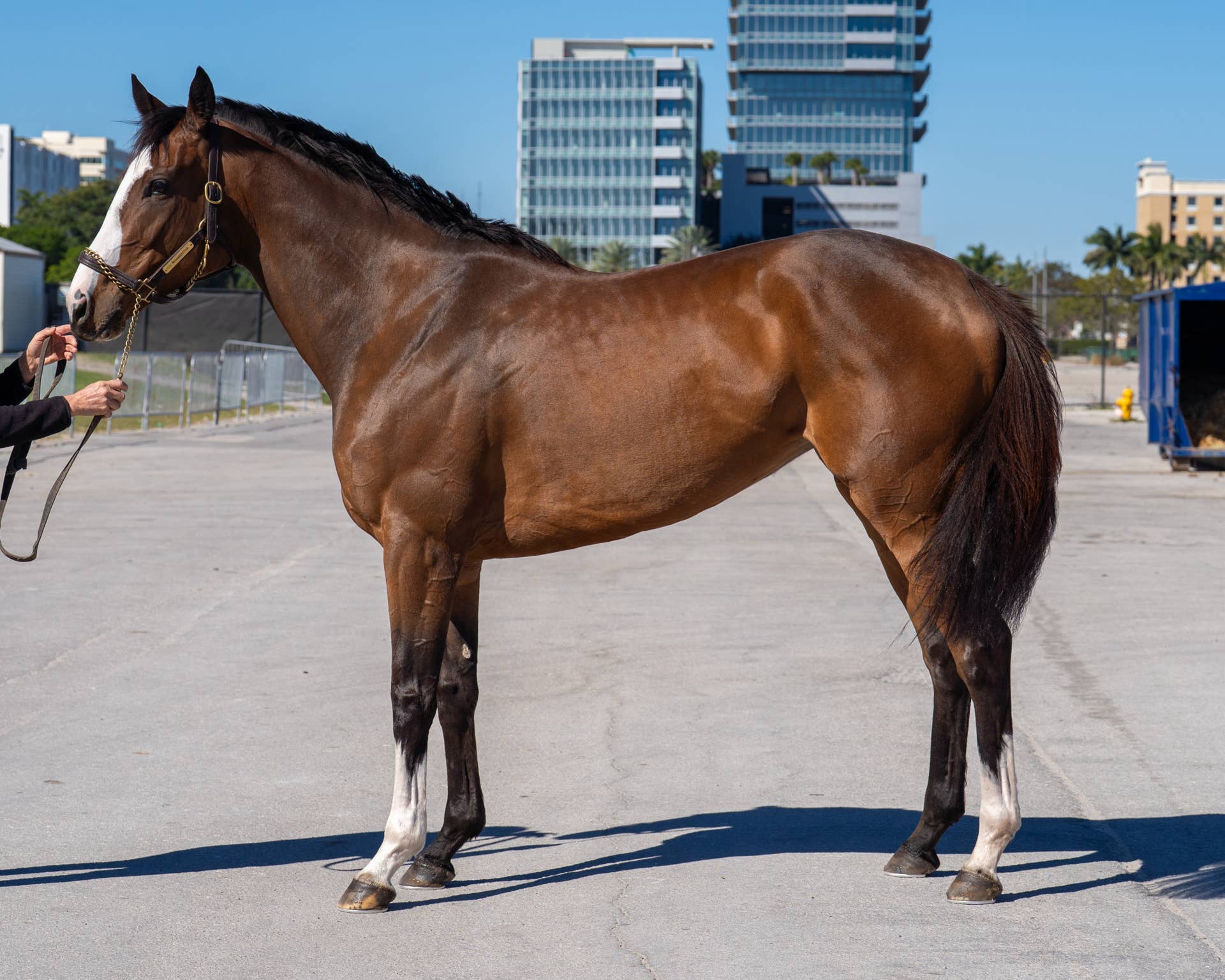 Broodmare Prospect Faith Understood Tops 2026 Inglis Digital USA March ...