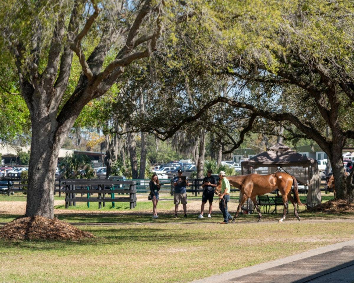 OBS March Sale Looks To Build Off Market Strength - Paulick Report