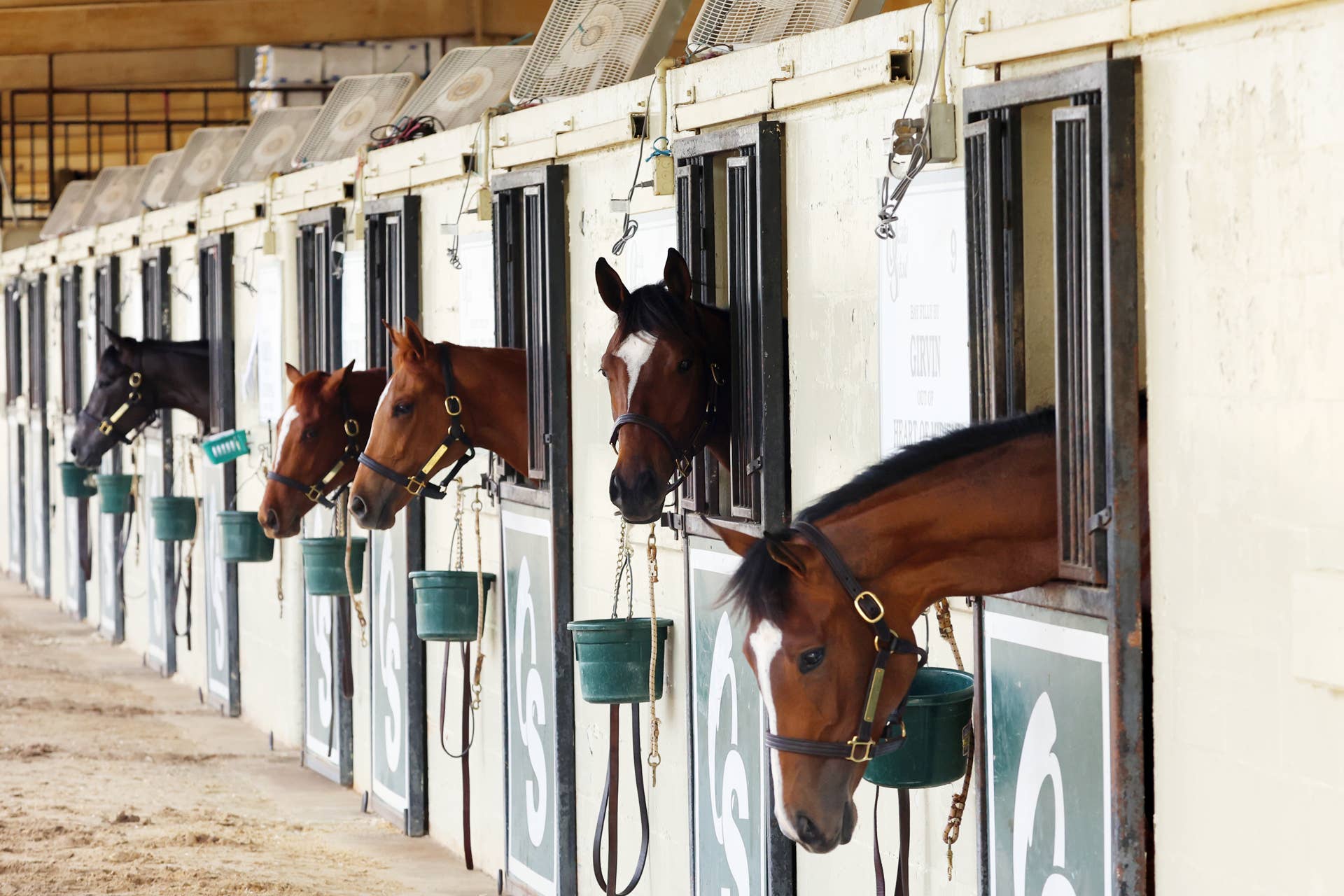 Total Of 1,220 Horses Cataloged For 2026 OBS Spring Sale - Paulick Report
