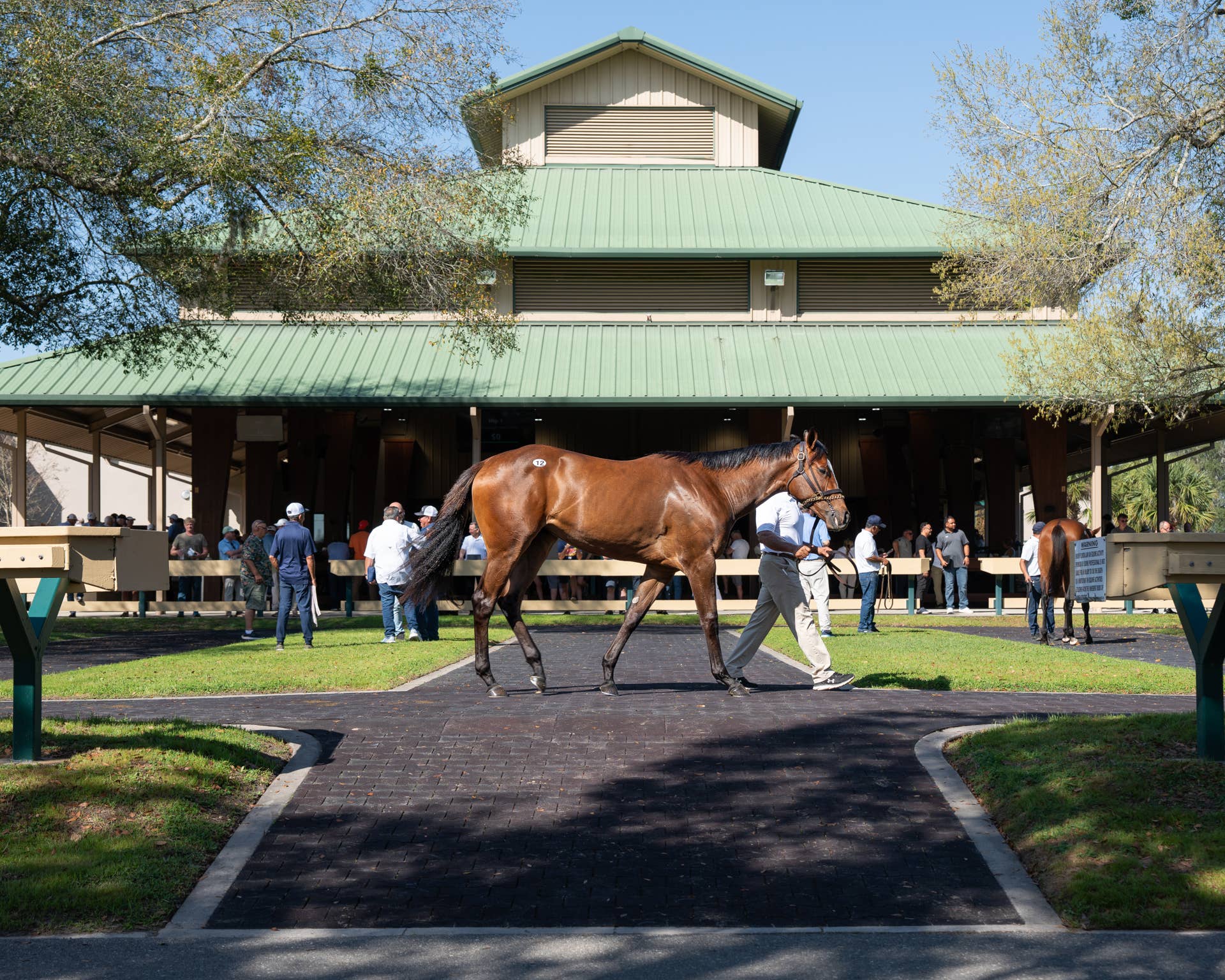 'A Really Special Year': Optimism Runs High For 2026 OBS Spring Sale ...