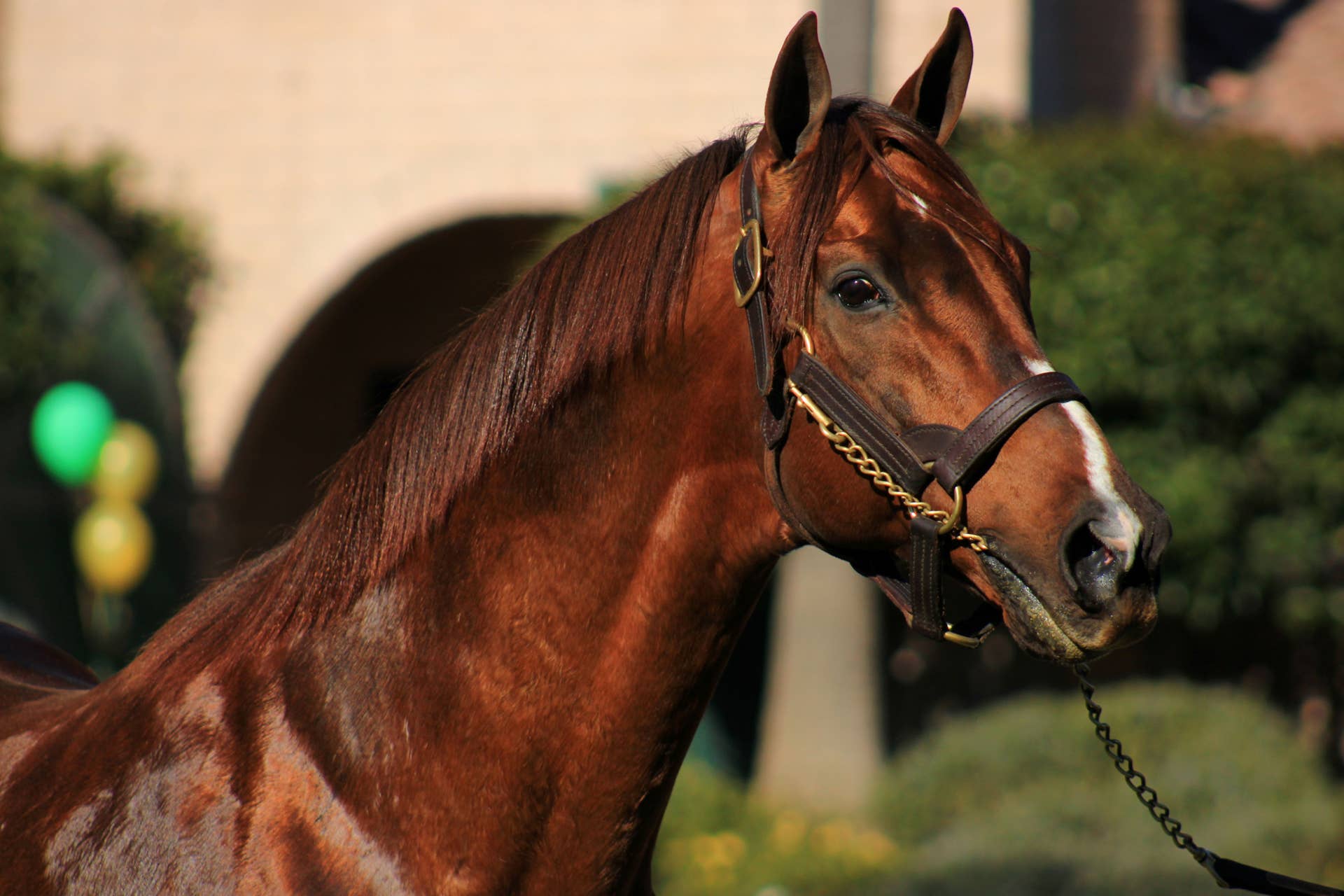 First Group Of West Coast Mares Confirmed In Foal To Collected ...