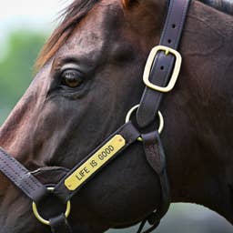 Juvenile Sale Power Rankings: Life Is Good Keeps Up Pace After April ...
