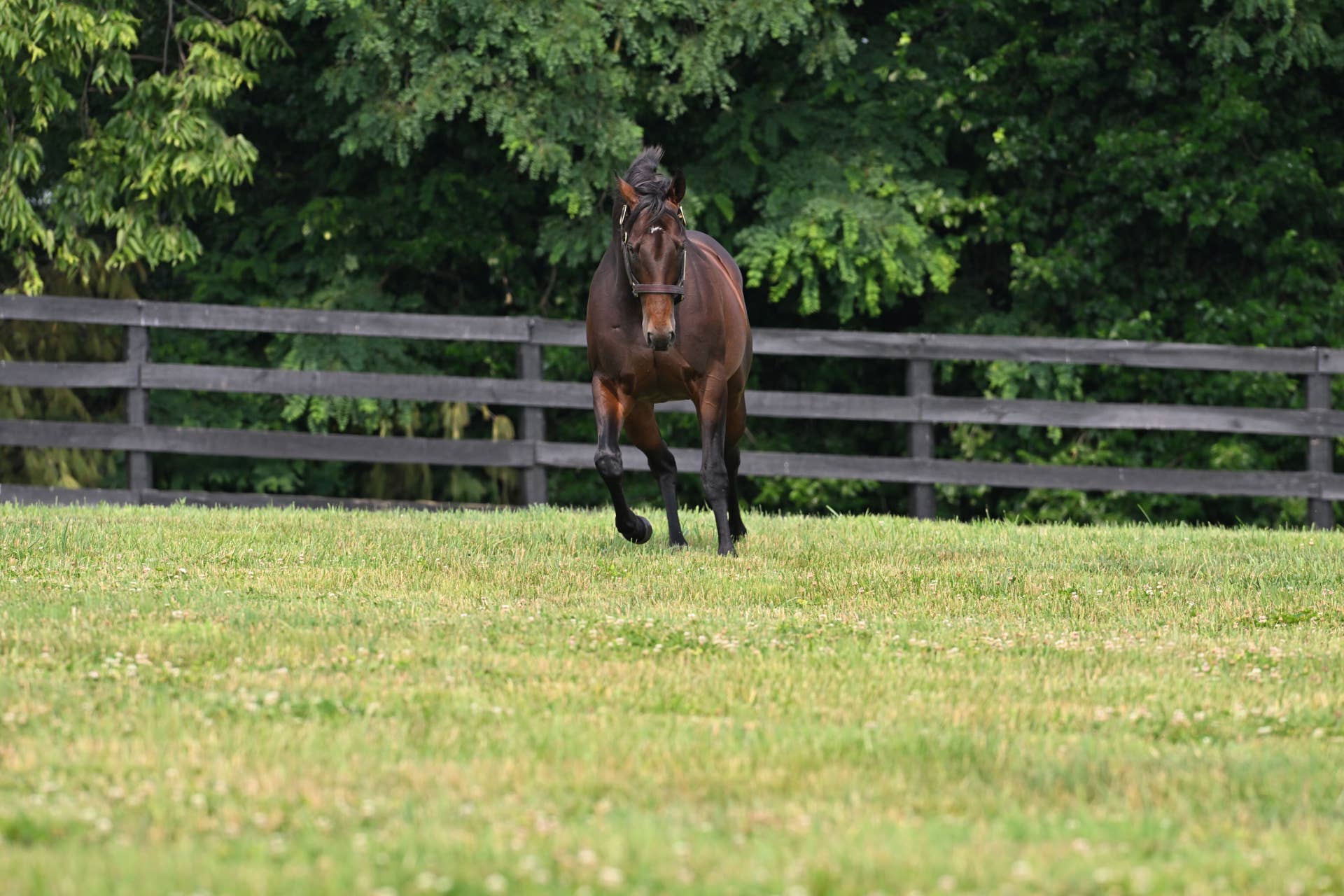 Juvenile Sale Power Rankings: Life Is Good Keeps Up Pace After April ...