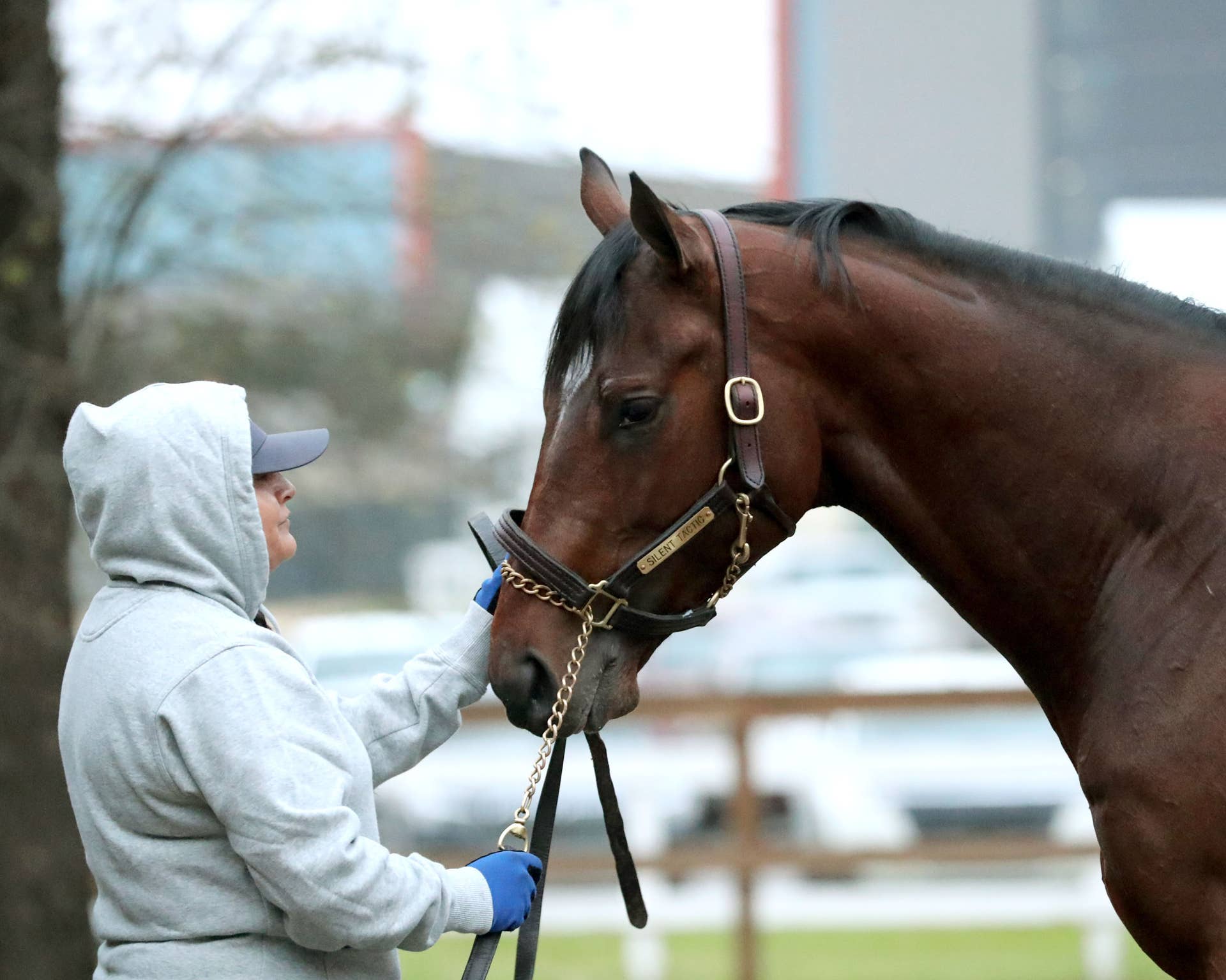 Arkansas Derby Contender Silent Tactic Thriving After Busy Spring ...