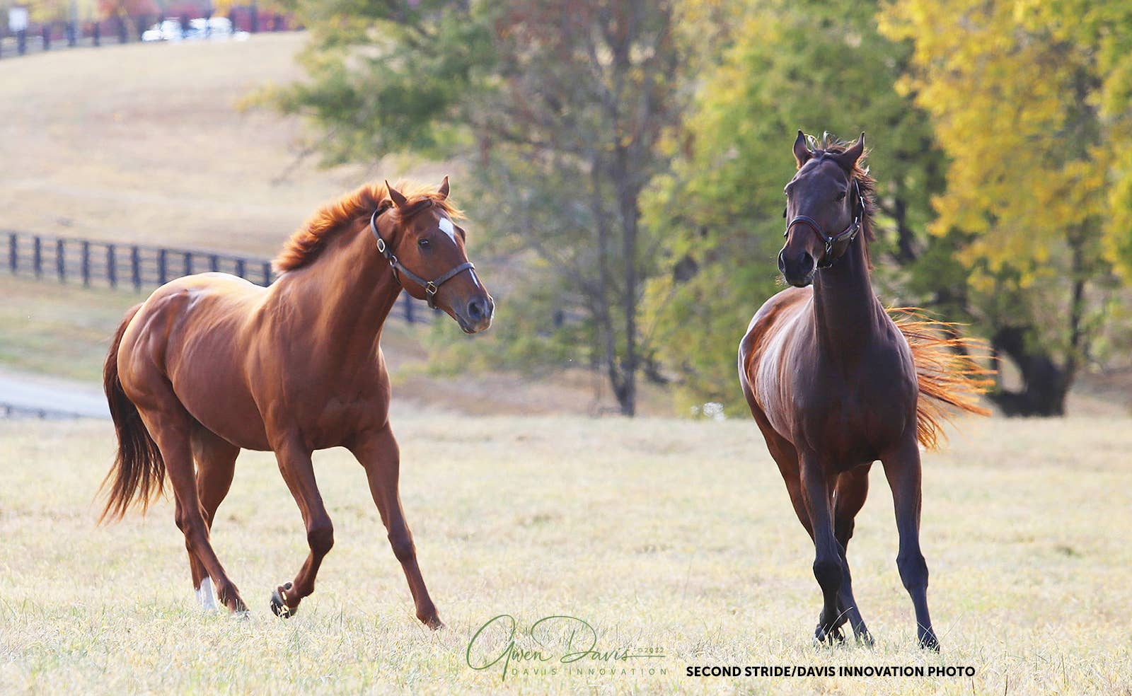 Gallop For Good: Churchill To Spearhead National Fundraising Campaign ...