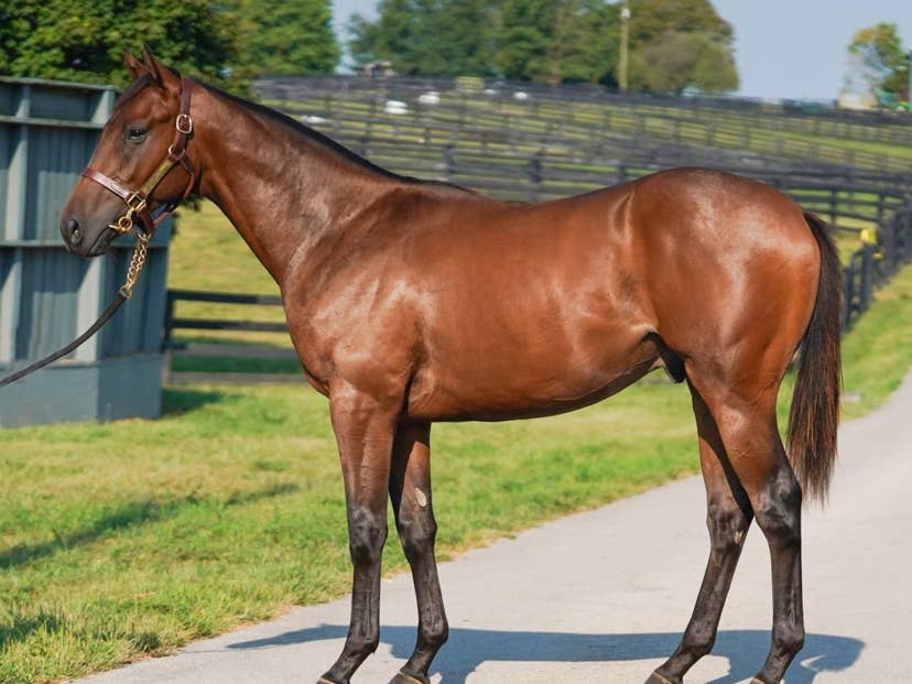 Growth Equity Gives Stone Farm a Shot at Another Belmont Classic ...