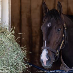 Articles by Alicia Hughes/OBS Spotlight - Paulick Report