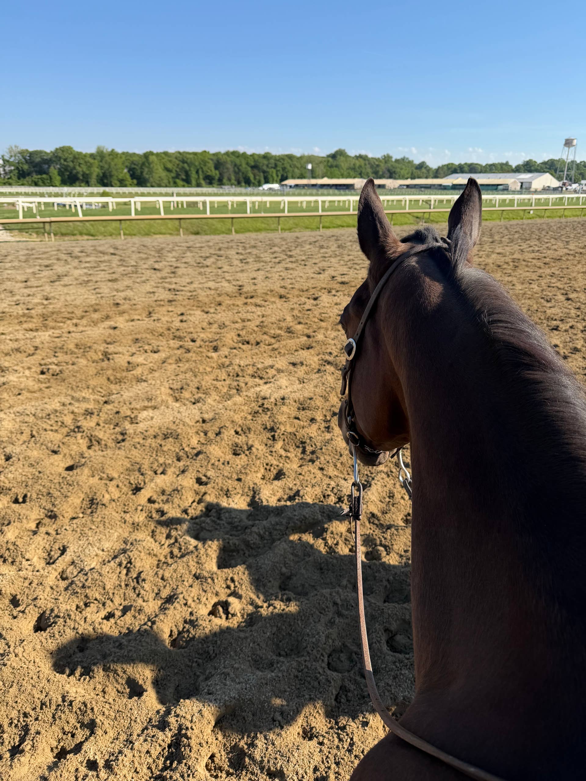 'A Total Favorite': Warhorse Amundson Retired, Transitioning To Stable ...