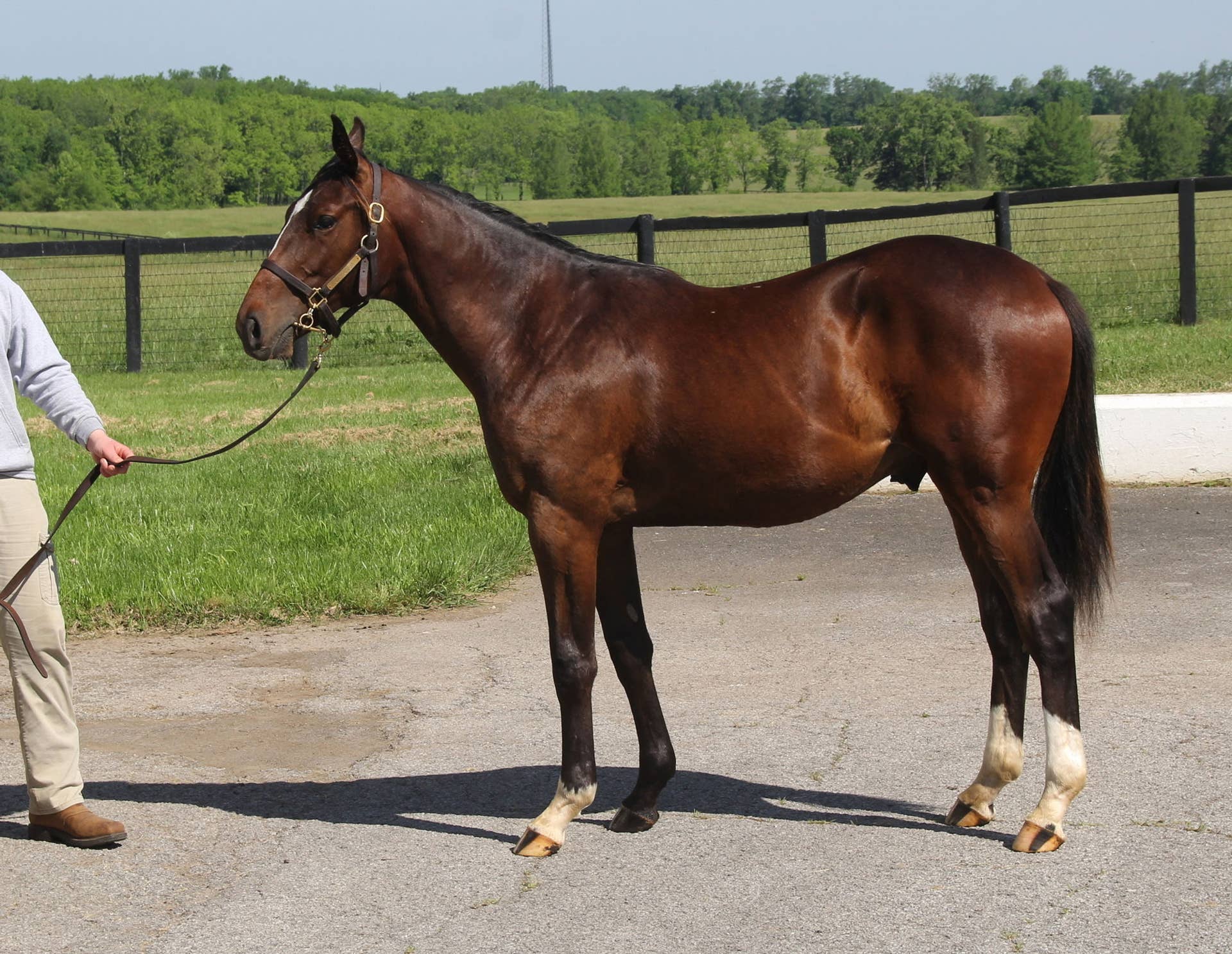 Bloodlines Presented By Walmac Farm: The Classic Family Of Kentucky ...