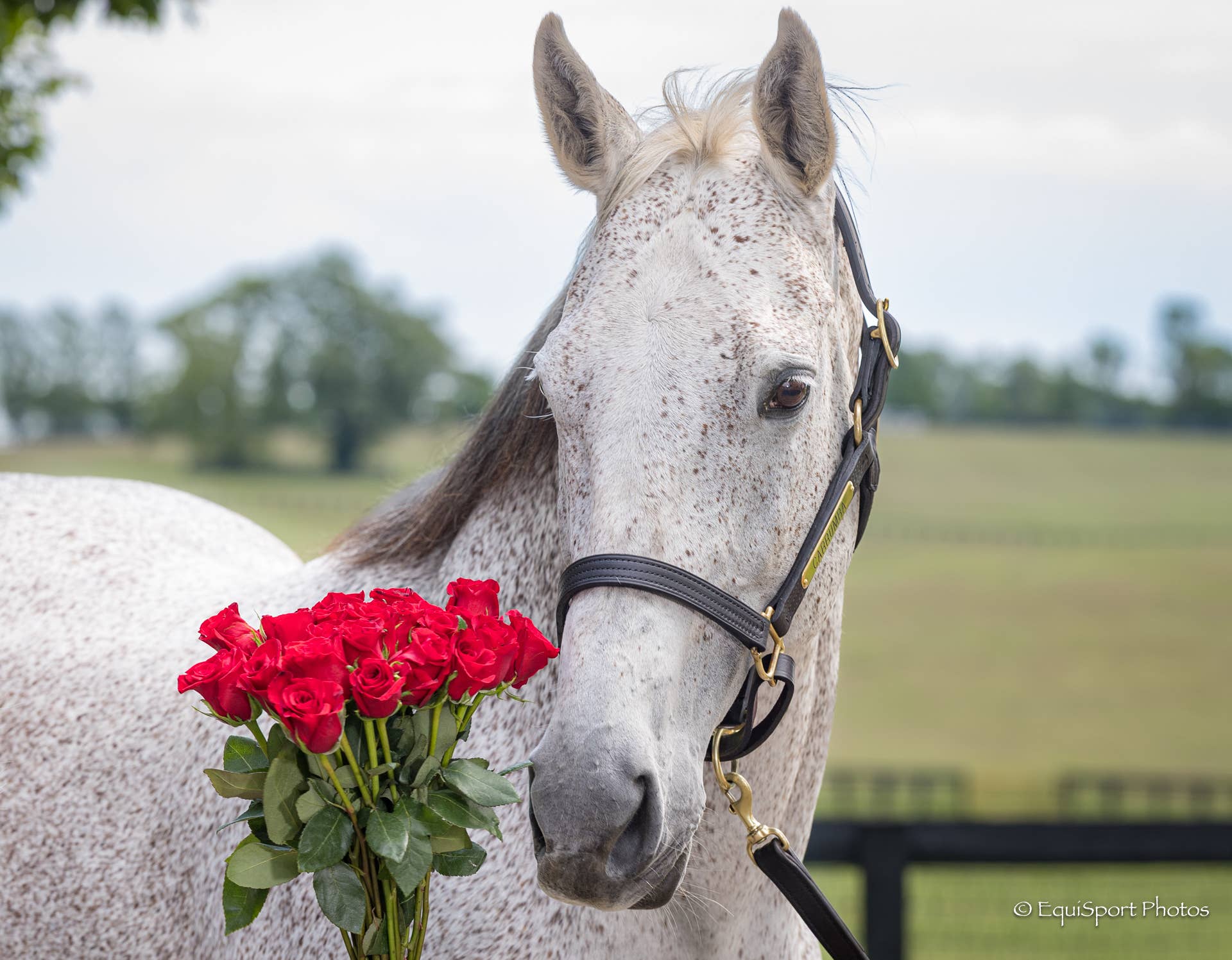 Bloodlines Presented By Walmac Farm: The Classic Family Of Kentucky ...
