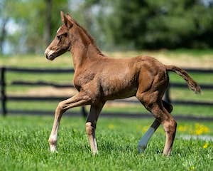 Kentucky Derby Winner Rich Strike's First Foal Born In New York ...