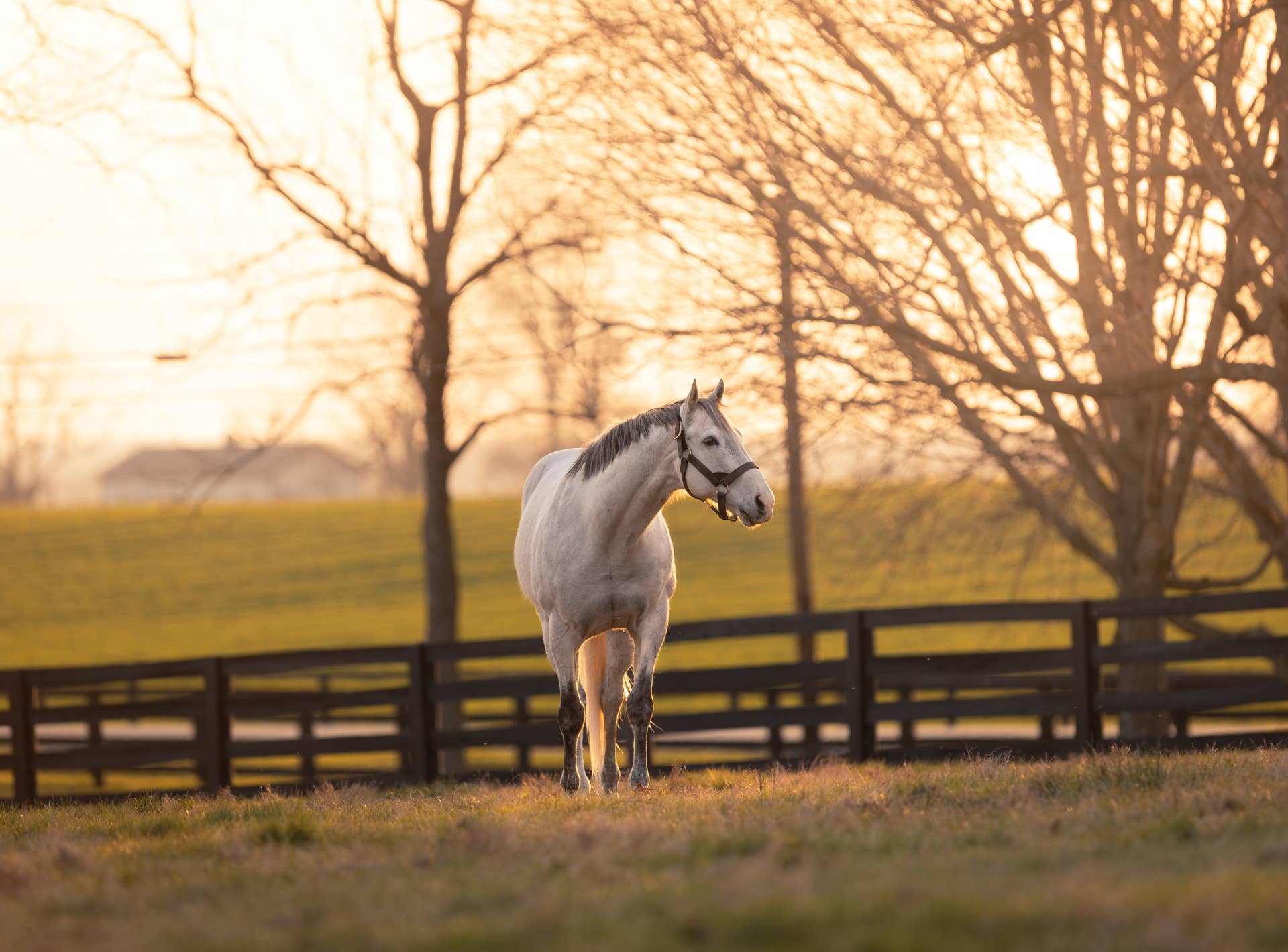 Juvenile Sale Power Rankings: Life Is Good Keeps Up Pace After April ...