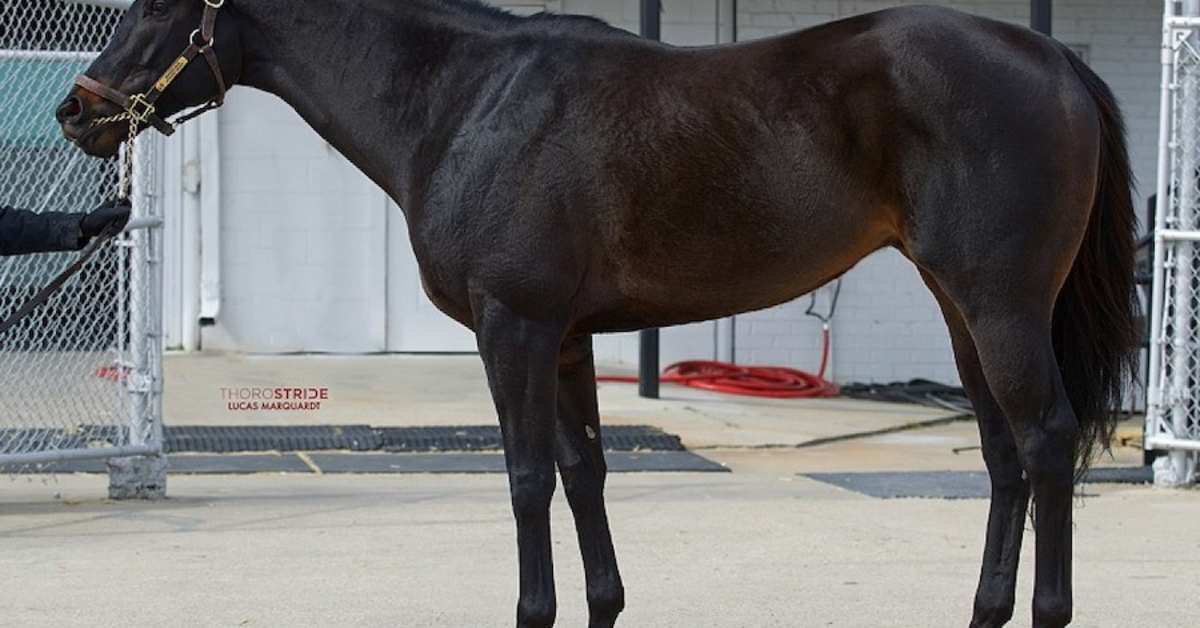 Minnesota Ready Tops Lothenbach Dispersal Of Horses Of Racing Age On ...