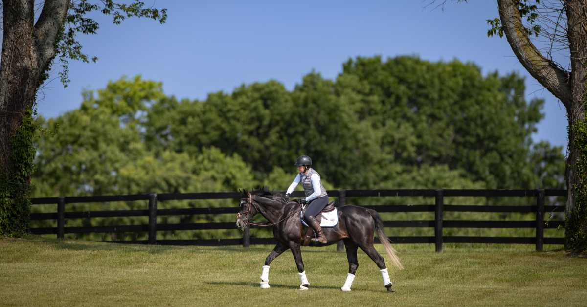 Off-Track Pedigrees: Roytz Seeks Out Turf Pedigrees For A Good Gallop ...