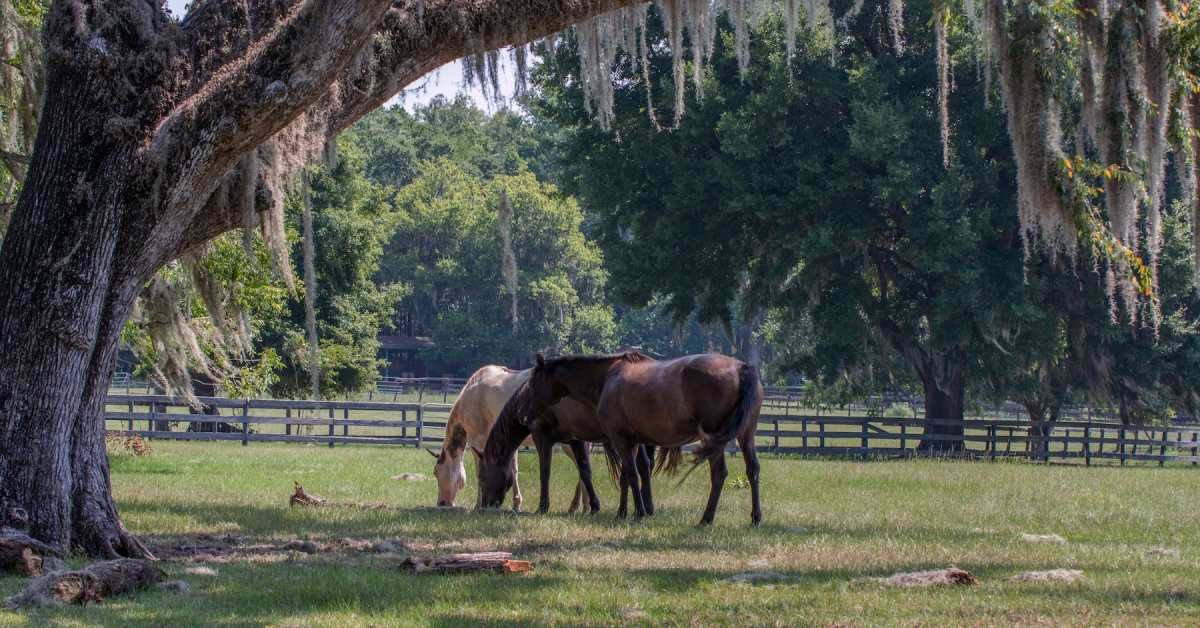Economic Impact Study Shows Florida Equine Industry Adds $12.8 Billion ...