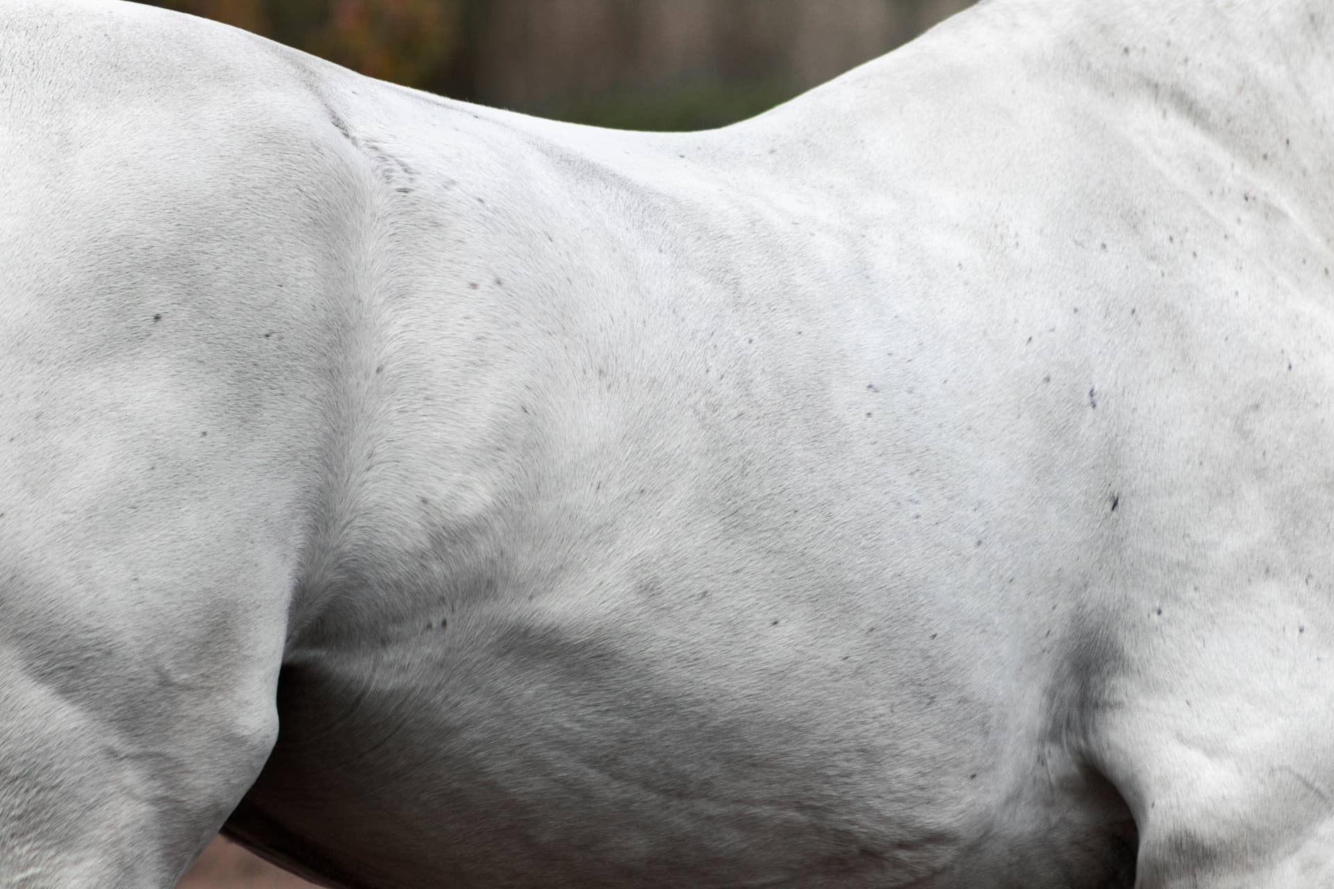 Study: Ignoring NSAID Medication Guidelines Can Lead To Right Dorsal ...