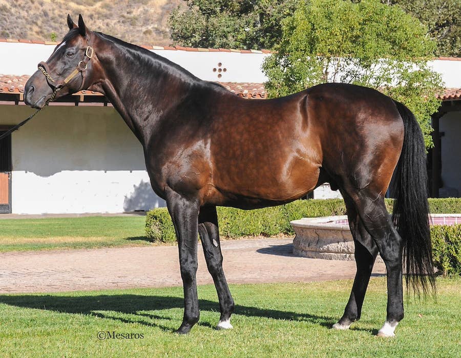 Laminitis Claims California Sire Mr. Big At Age 21 - Paulick Report ...