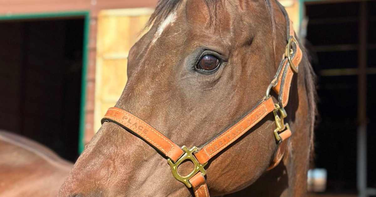 Our Mims Welcomes Retired Mare From Toby Keith's Farm - Paulick Report ...