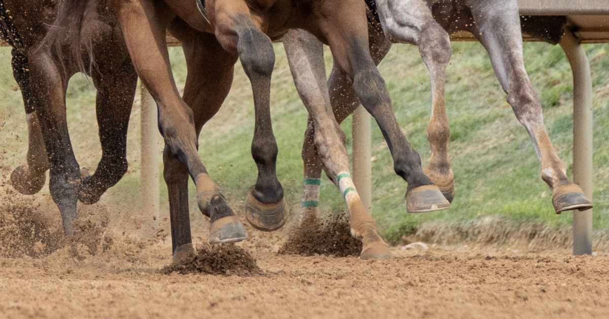 From Fragility To Foresight: Big Data Boosting Racehorse Safety ...