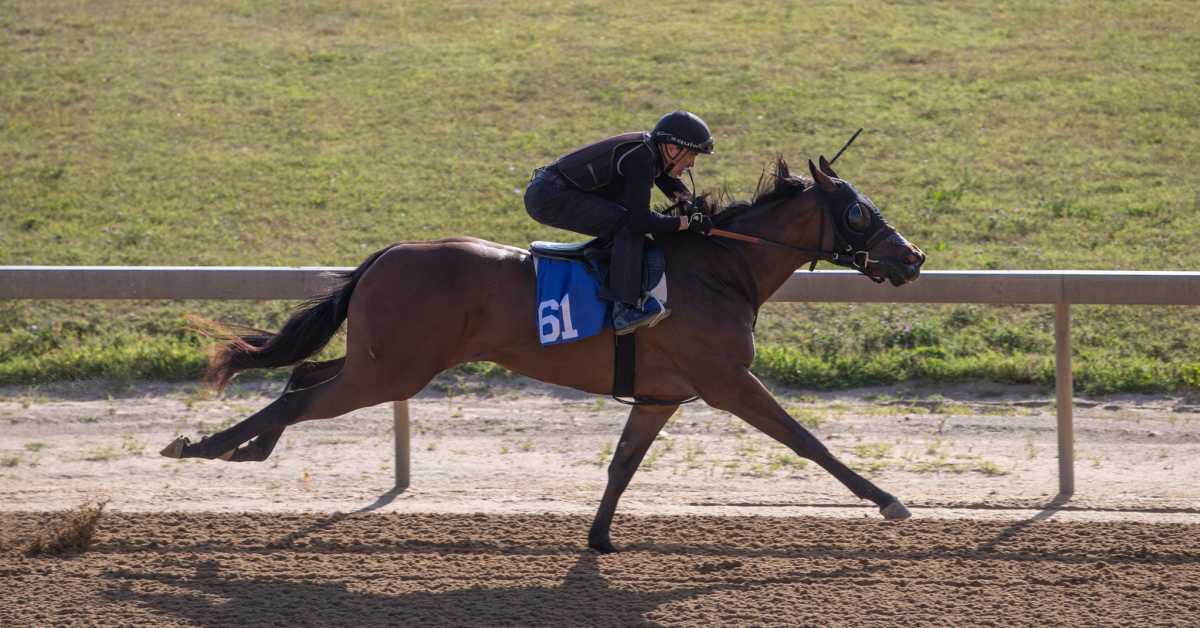 Vekoma Colt, Country House Filly Breeze Fastest Furlongs At Fasig ...