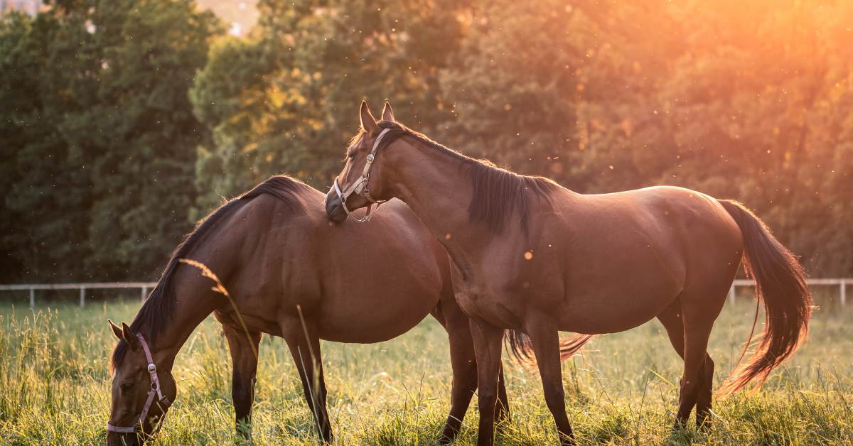 New Study Examines Genetic Causes Of Equine Pregnancy Loss - Paulick ...