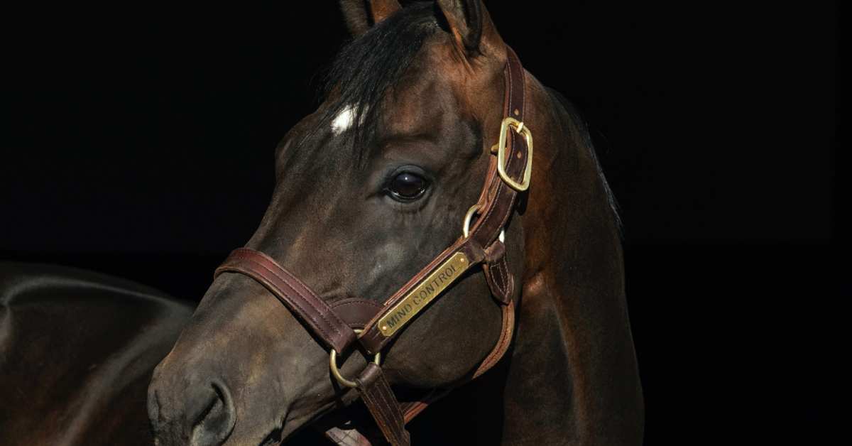 Stallion Spotlight Presented By New York Thoroughbred Breeders Inc ...