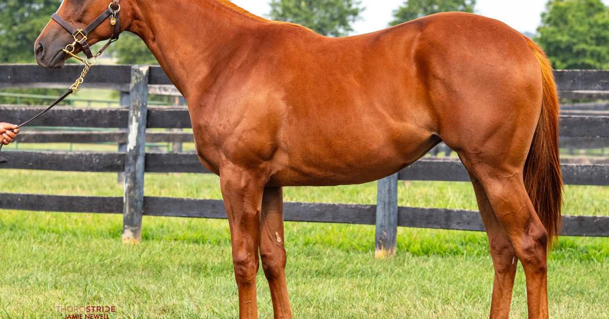 Auction Focus: Hip 194, By Speightstown, From Buckland Sales At Fasig-Tipton Saratoga - Paulick ...