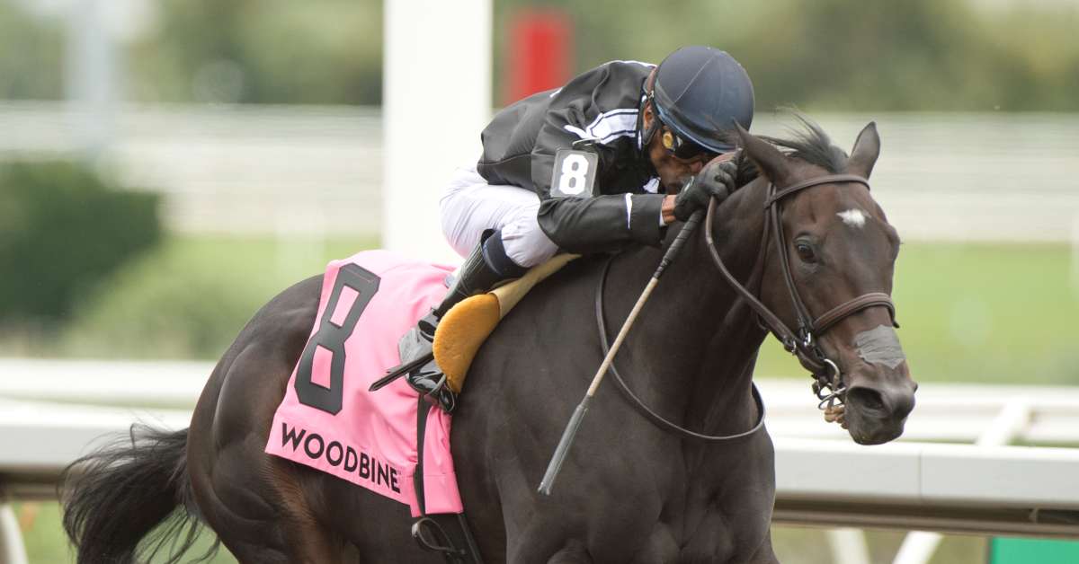 Graded Stakes Winner Stormcast Leads Latest Supplements To Fasig-Tipton ...