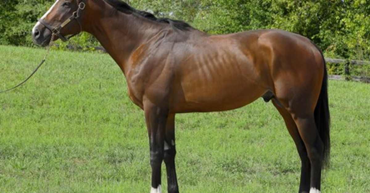Arrogates Hercules Enters Stud At Equine Partners Veterinary Services ...
