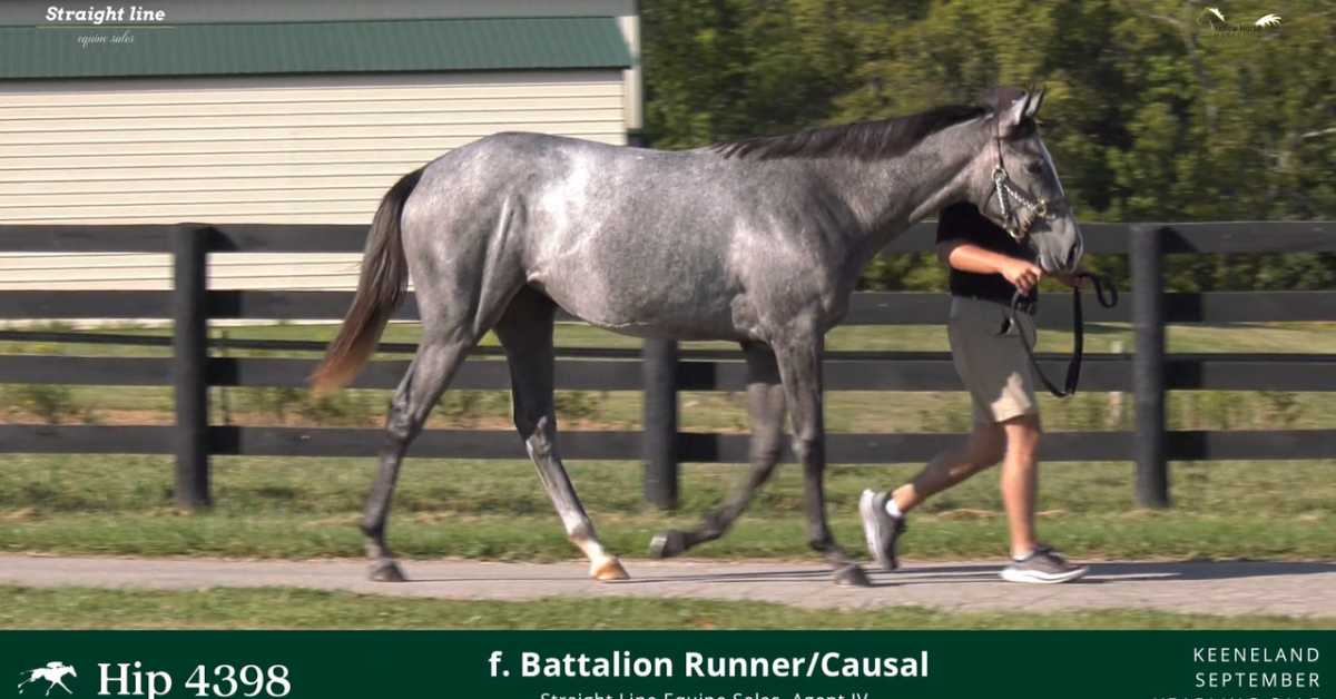 Hip 4398, Battalion Runner x Casual, from Straight Line Equine Sales ...