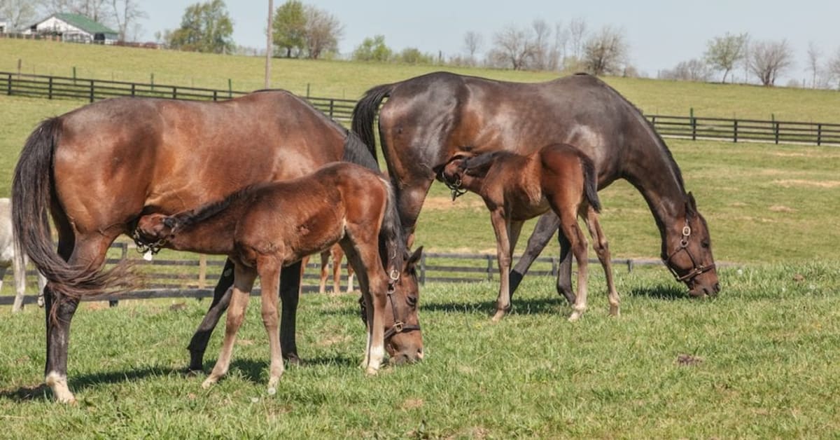'It's Been A Struggle': Florida Bloodstock Industry Navigates Uncertain ... 'It's Been A Struggle': Florida Bloodstock Industry Navigates Uncertain ...