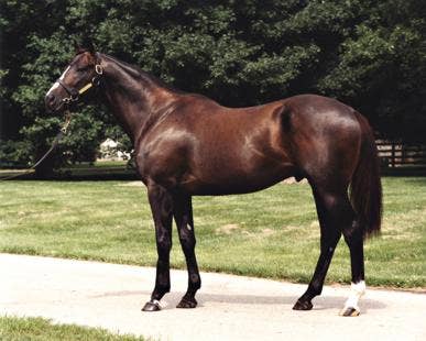 Pennsylvania Leaderboard: Northview Stallion Station Once Again Leads ...