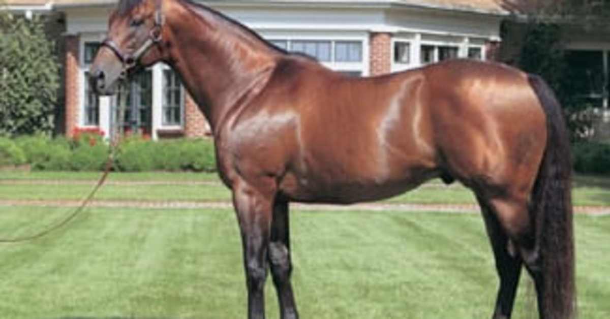 'He Will Be Greatly Missed': Champion Lemon Drop Kid Dies At Age 28 ...