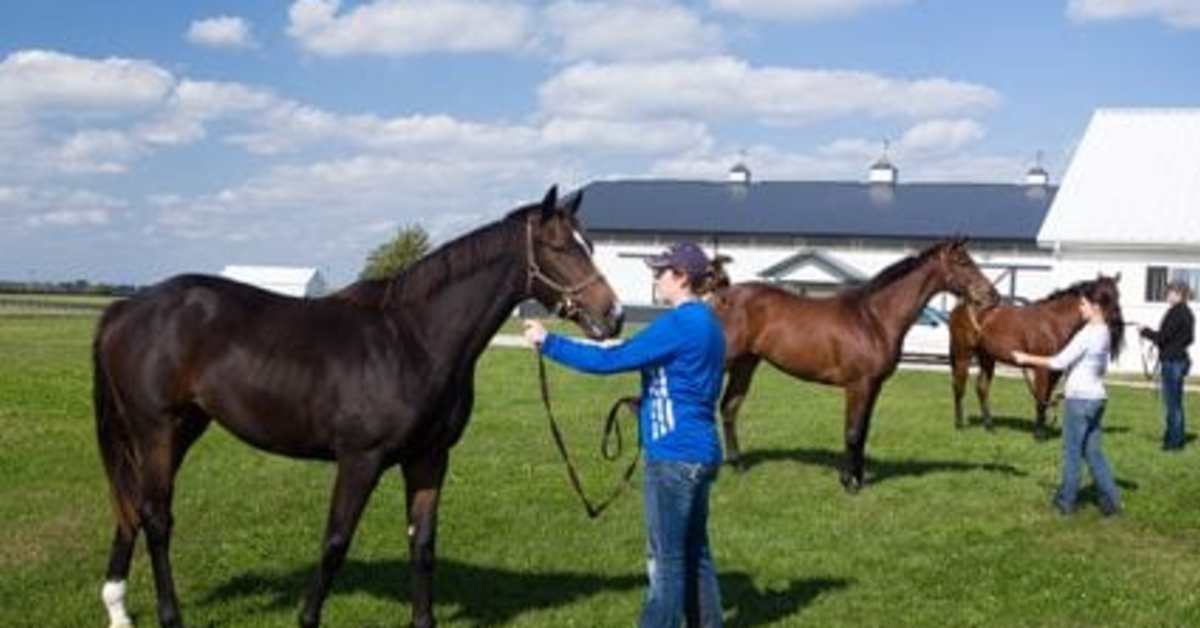 University Of Kentucky Equine Studies Program Celebrates 20th ...