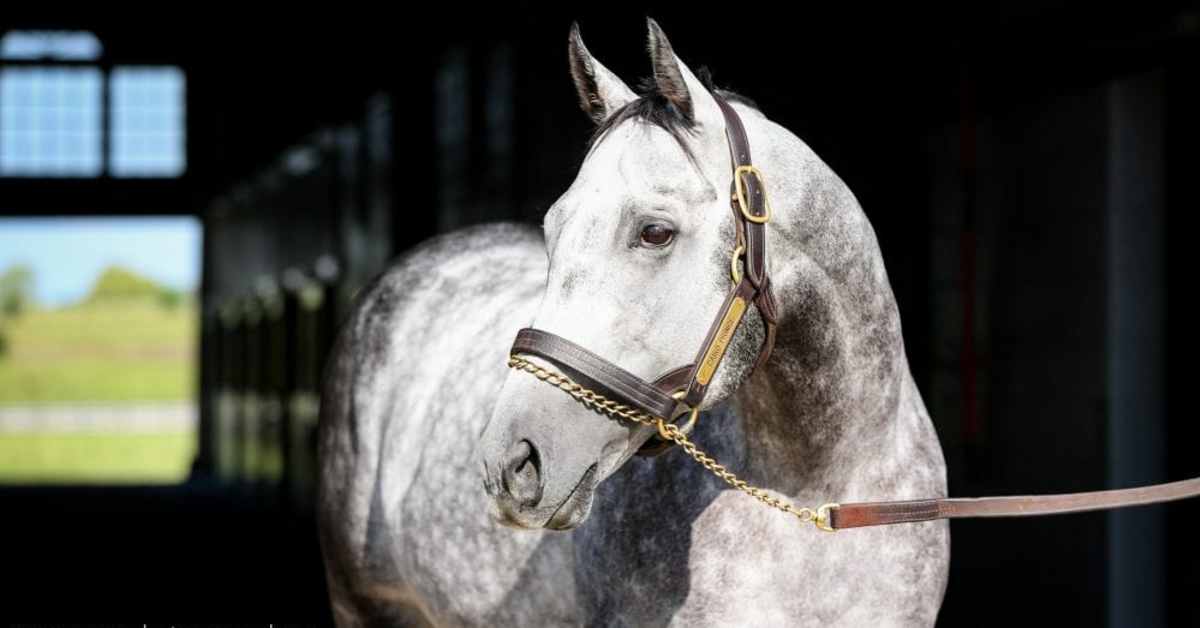 The 2024-25 All-Value Sire Team Presented By Biederman Real Estate ...