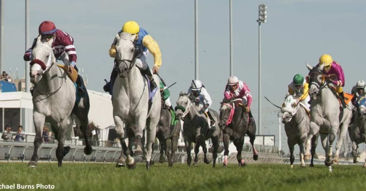 The Alcock Arabian: The Starting Point Of All Gray Thoroughbreds ...