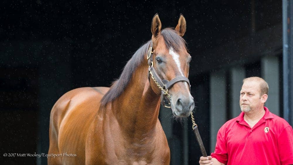 Mucho Macho Man Relocated To Adena Springs North For 2024 Breeding ...