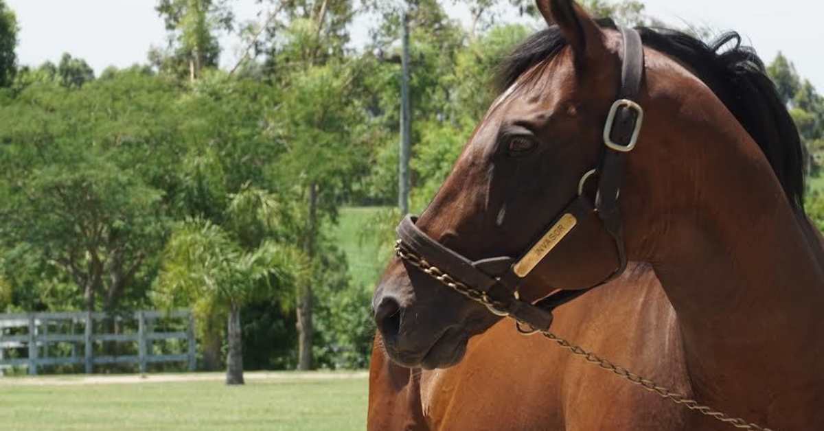 Quendom, Dam Of Champion Invasor, Dies At Age 26 - Paulick Report ...