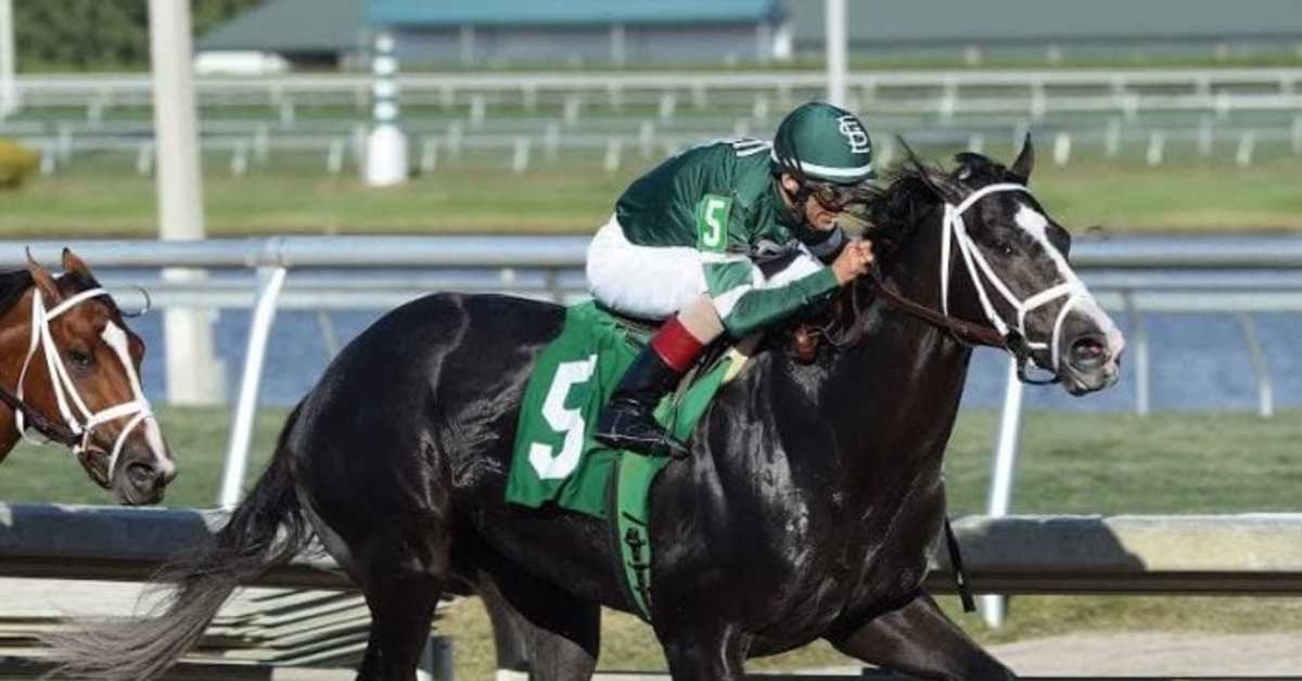 Battalion Runner Exported To Uruguay - Paulick Report | Latest news and ...